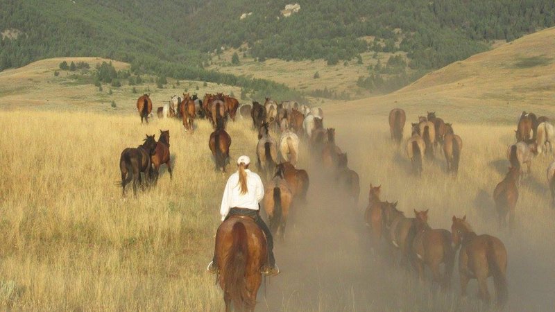 Wyoming Working Cattle Ranches