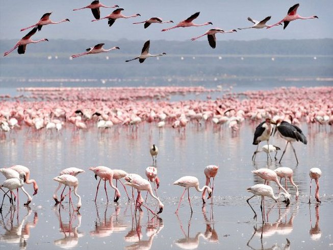 10 Days Isebania Border Point Budget Safari Tour in Kenya and Tanzania ...