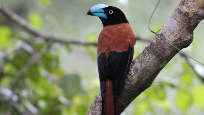 4 Days Dolphin and Bird Watching Wildlife Tour in Bohol, Philippines ...