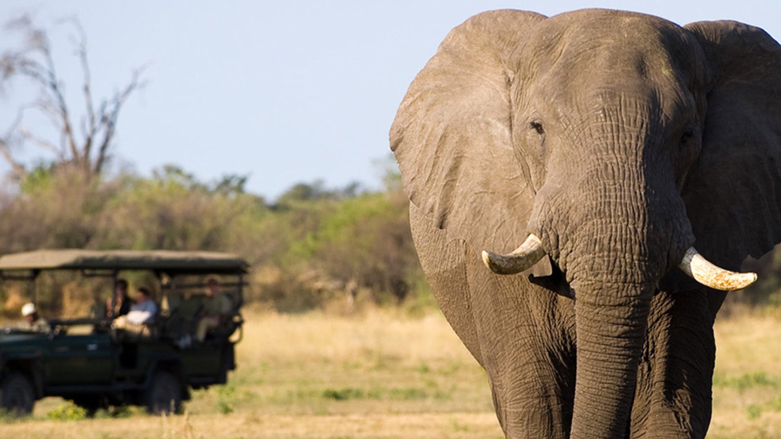 Damle Safaris, Indien