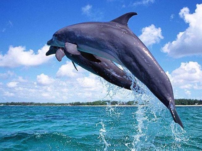 Wasini Island Day Trip with Snorkeling, Dolphins, and Swahili Lunch in ...