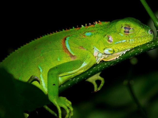 4 Day Arenal Volcano Wildlife Expedition Tour in Costa Rica ...