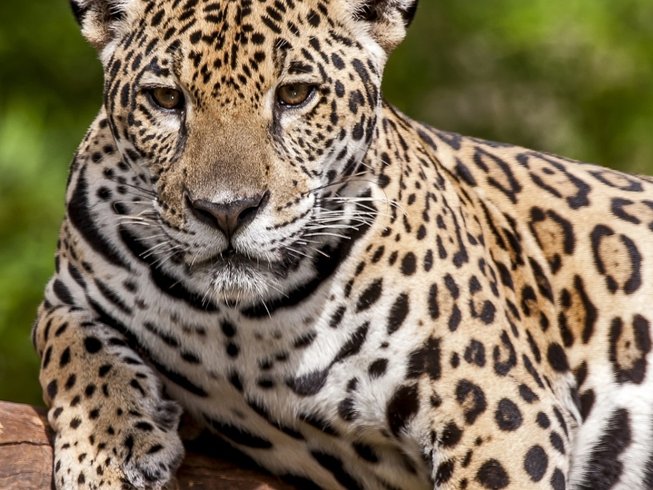 4 Day Amazon Jungle and Wildlife Tour in Juma Reserve, Brazil ...