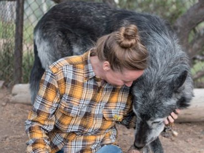 4 Day A Weekend With Wolves Wellness Retreat in Westcliffe, Colorado with Camping - Tripaneer.com