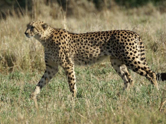 7 Days Tholo Safari in Chobe National Park, Botswana - BookAllSafaris.com