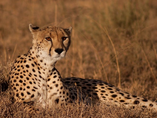 3 Day Masai Mara Group Joining Safari With Mid-Range Accommodation ...
