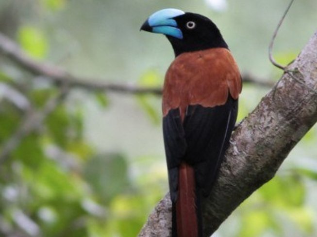 4 Days Dolphin and Bird Watching Wildlife Tour in Bohol, Philippines ...