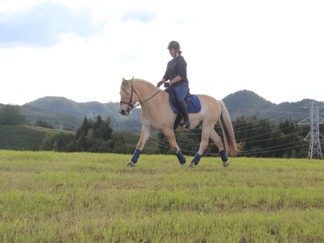 5 Day Viking Horse Riding Holiday in the Troms Region, North Norway ...