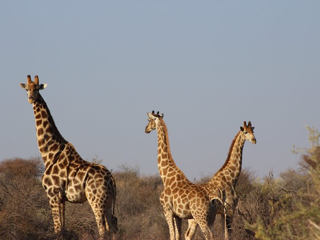 3 Days Auas Mountains Guided Safari in Windhoek, Namibia ...