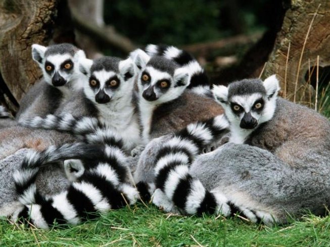 7 Day Amazing Avenue of Baobabs and Lemur Tour in Madagascar ...