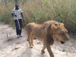 Subspecies or types of lions and tigers - wildanimalwarfare