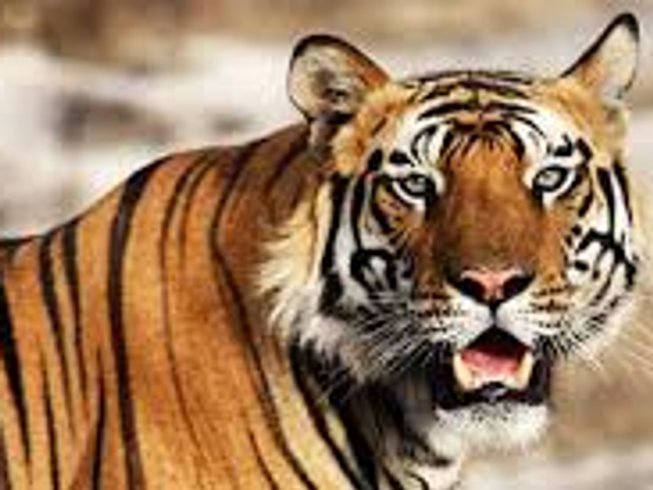 4 Day Wildlife Tour in Bardia National Park, Bardiya - BookAllSafaris.com