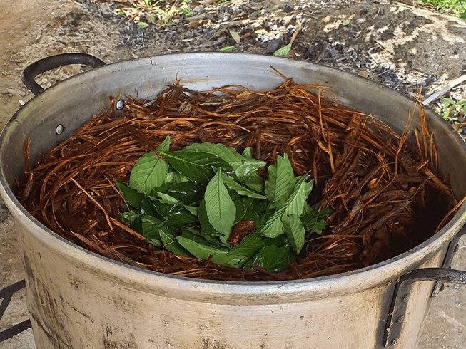 8 Day Ayahuasca Retreat with Crudo and Cooked Yagé in Mocoa, Putumayo ...