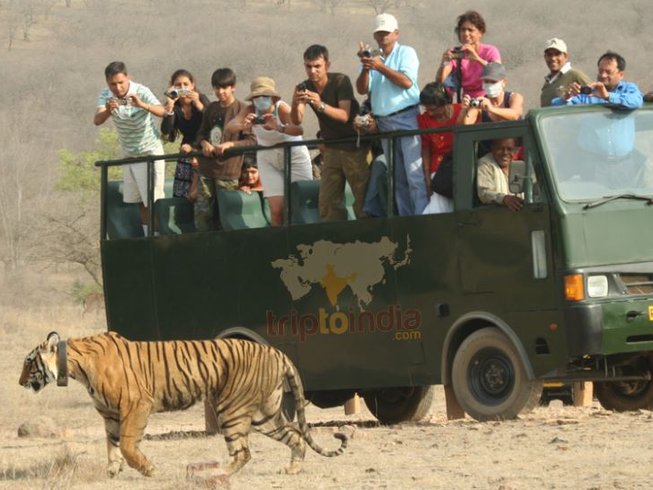 7 Days Tiger Calling and Crocodile Safari in India - BookAllSafaris.com