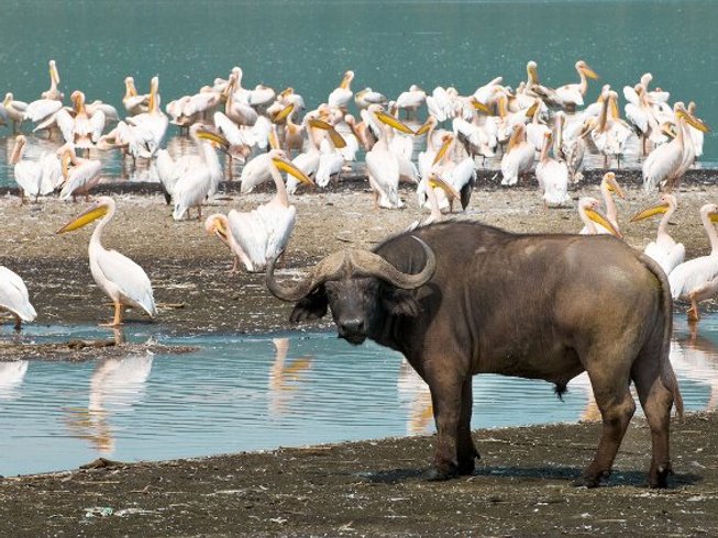 10 Days Isebania Border Point Budget Safari Tour in Kenya and Tanzania ...