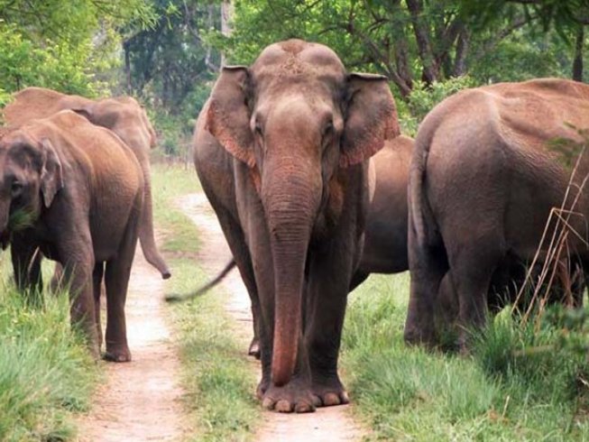 4 Day Wildlife Tour in Bardia National Park, Bardiya - BookAllSafaris.com