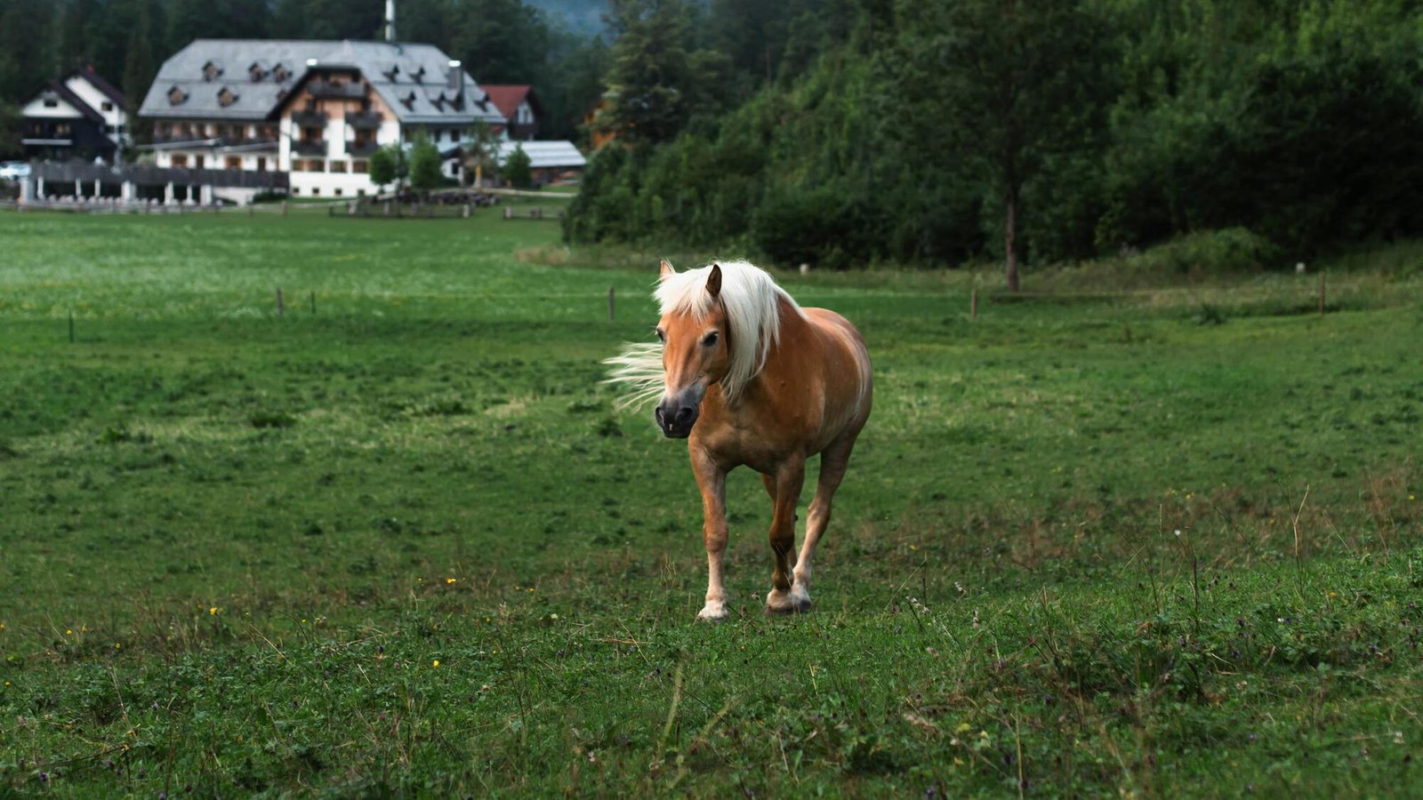Top 10 Horse Riding Holidays in Trebelno, Slovenia for 2026/2027