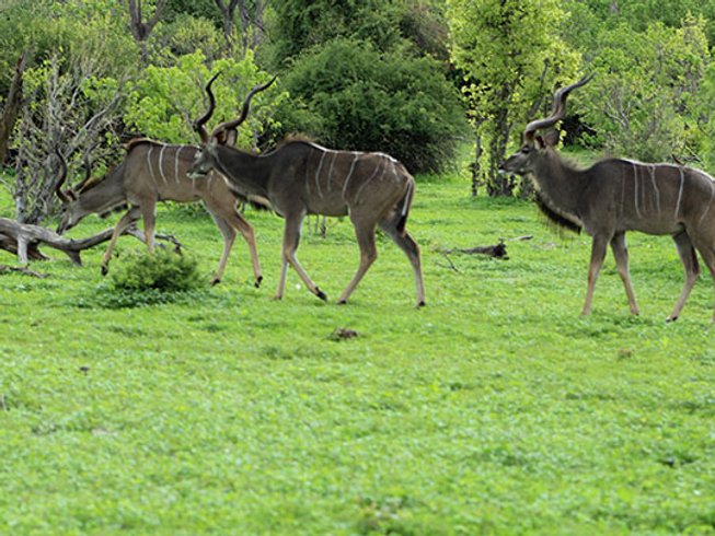 7 Days Tholo Safari in Chobe National Park, Botswana - BookAllSafaris.com
