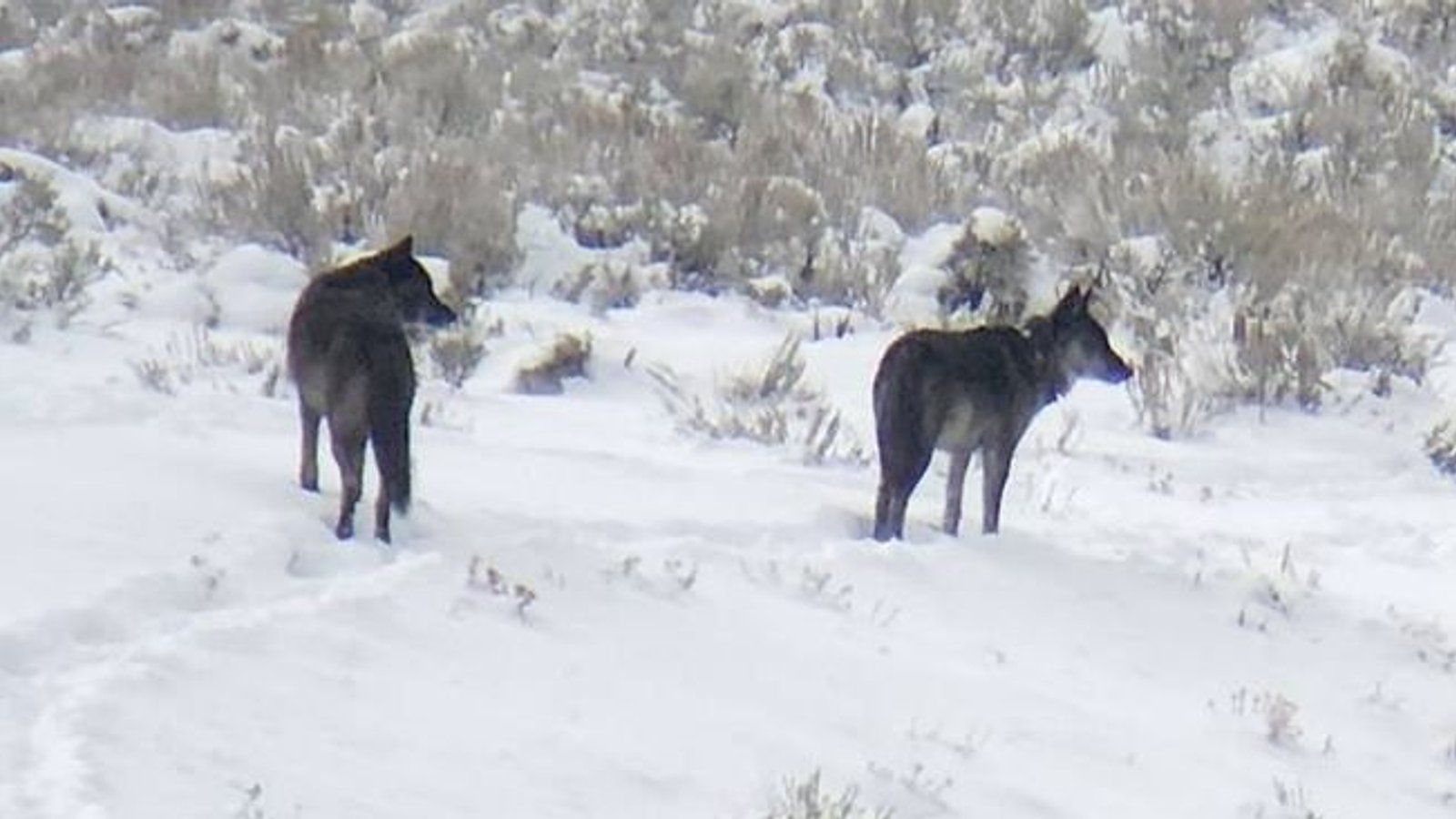 Yellowstone Wolf Tracker , United States