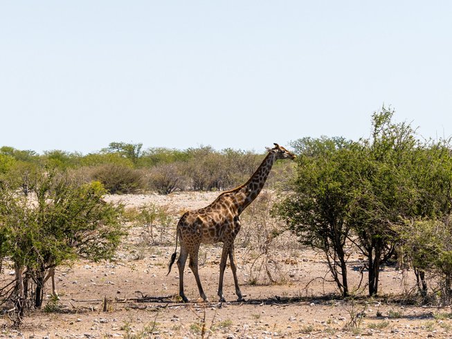 18 Day Wildlife, Landscapes and Cultural Safari Adventure Tour in ...