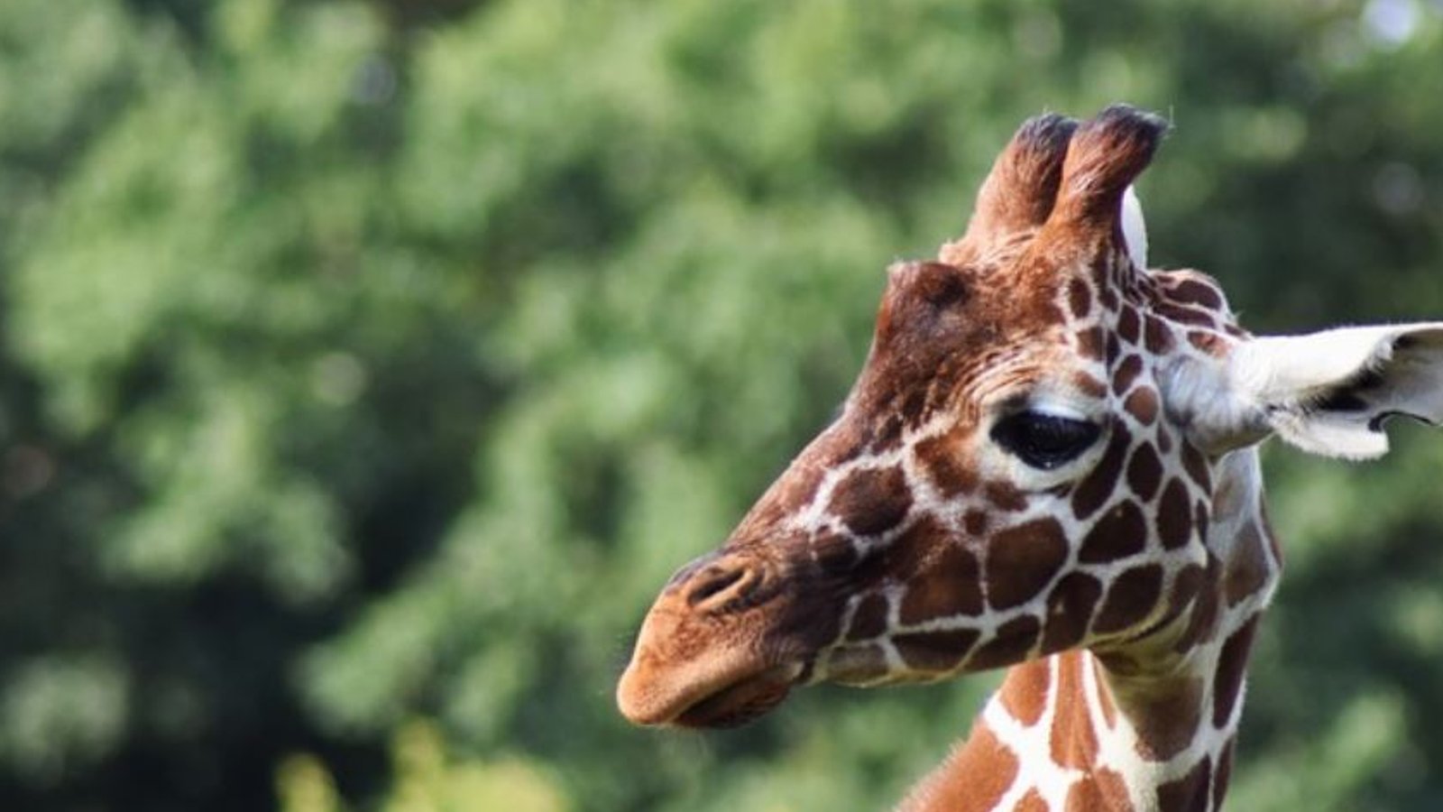 Starvel Safaris, Kenia