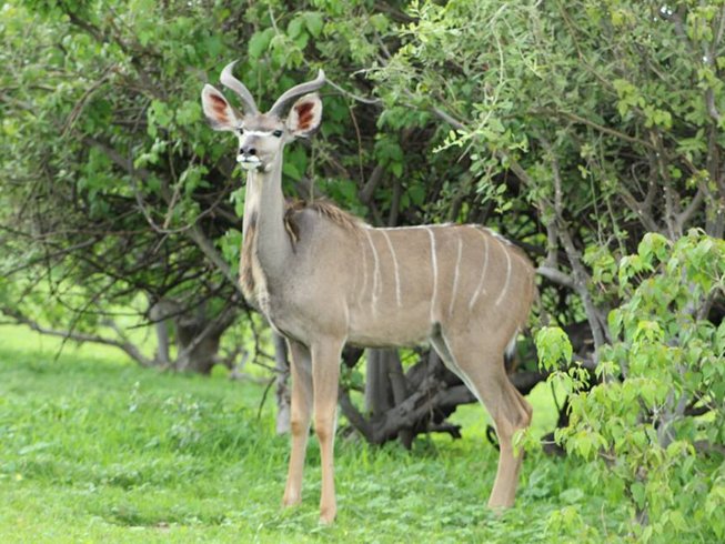 7 Days Tholo Safari in Chobe National Park, Botswana - BookAllSafaris.com