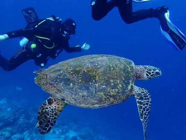 8 Day Best of Atolls Visited Diving Tour in Maldives - Tripaneer.com