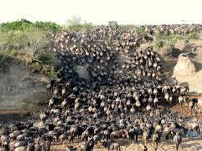 4 Day 3 Nights Masai Mara Safari With Mega Wildebeest Migration From