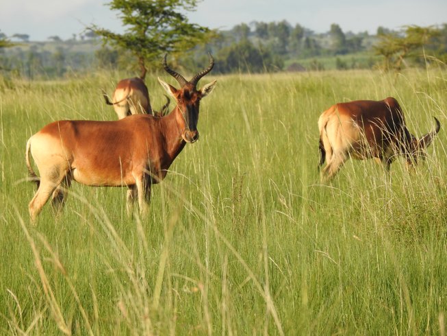 5 Day Maze National Park and Senkele Sanctuary Safari - BookAllSafaris.com