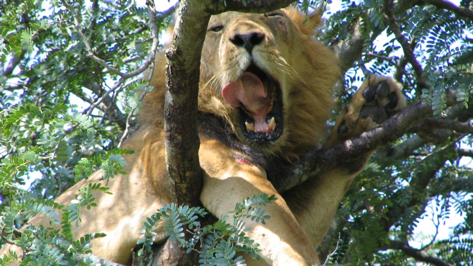 Kubwa Five Safaris, Uganda